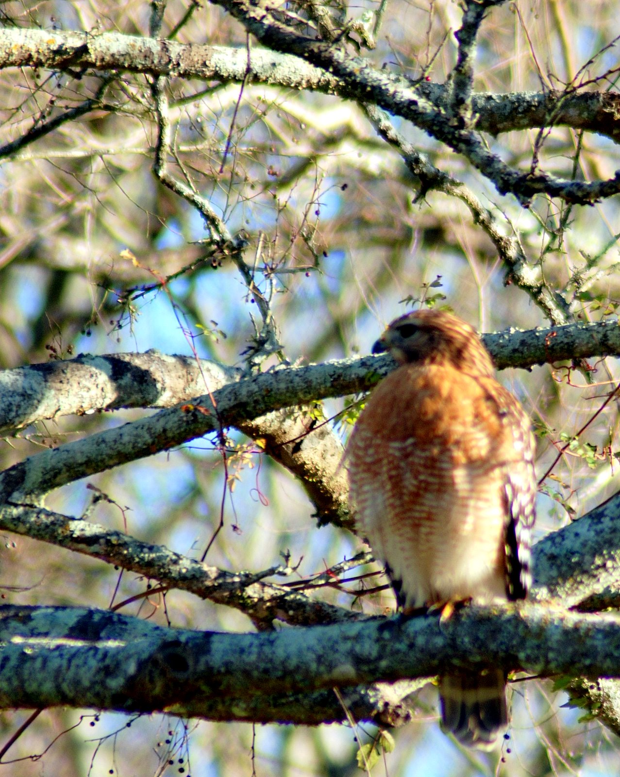 North Carolina Mountain Dreams: Chicken Hawks?