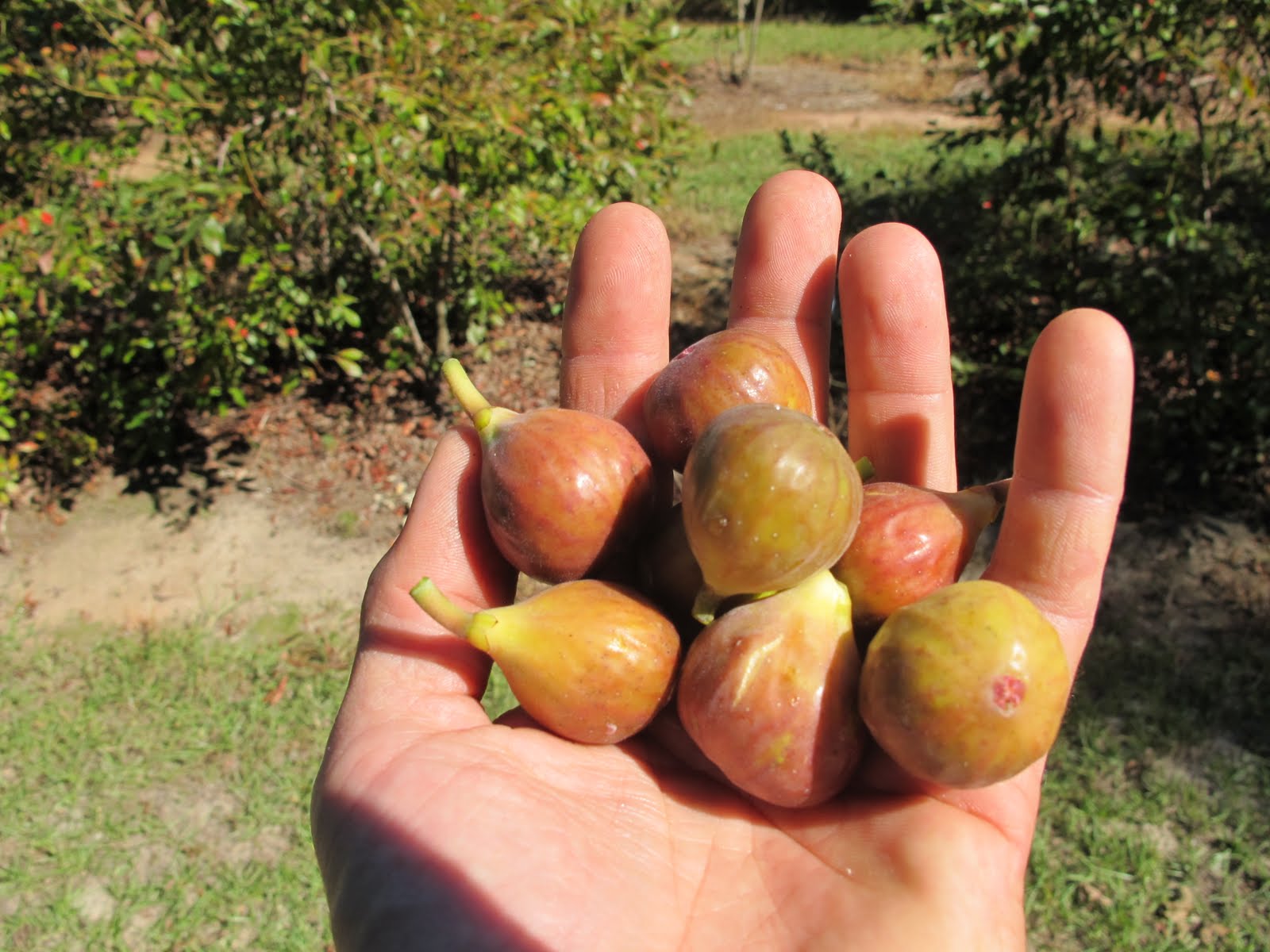 The Evolution of a Sustainable Farm: Happy Berry Farm - Carolina del Sur