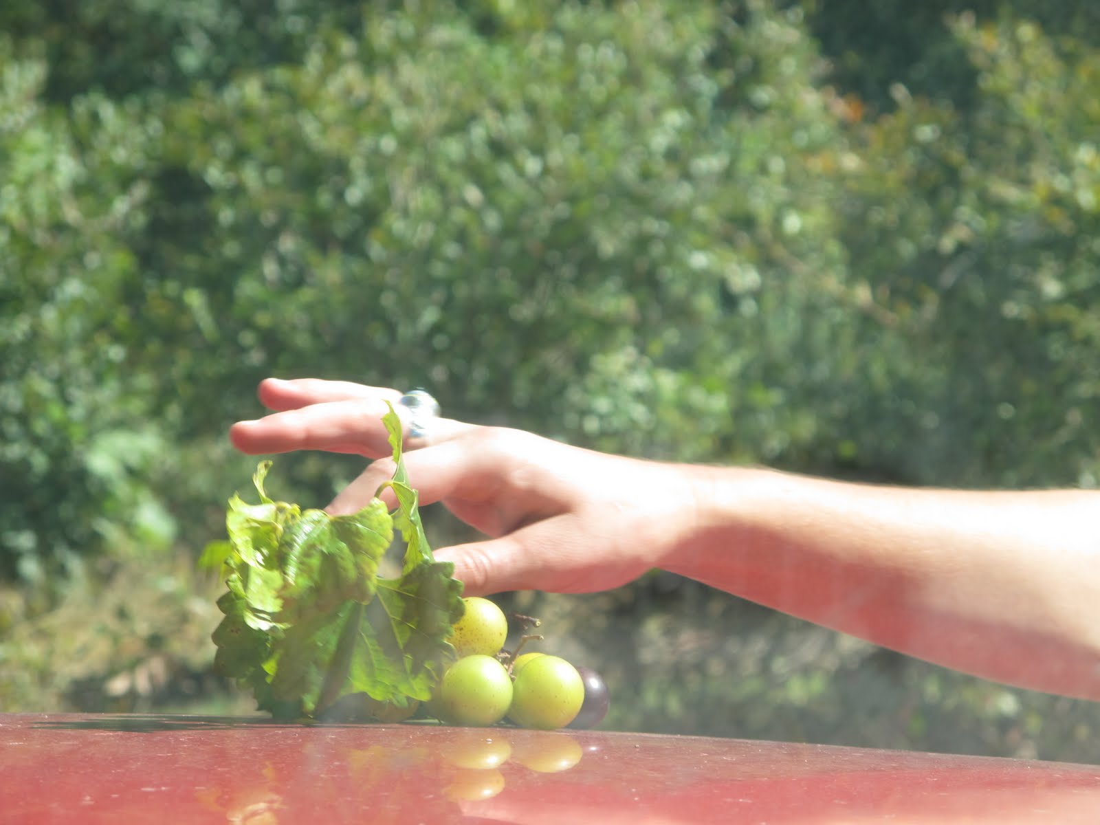The Evolution of a Sustainable Farm: Happy Berry Farm - Carolina del Sur