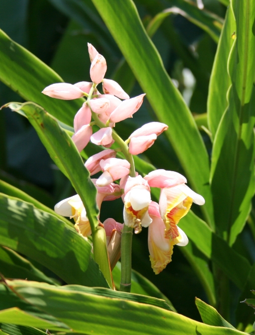 Southeast Florida Garden Evolvement: Fairchild Tropical Botanic Garden ...