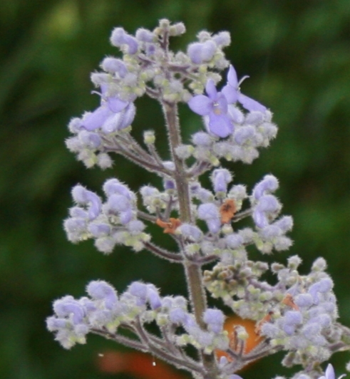 Southeast Florida Garden Evolvement: Another Fragrant Plant in My ...