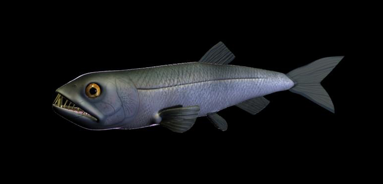 the Amateur Zoologist: Enchodus aka "Sabor-Toothed Herring"