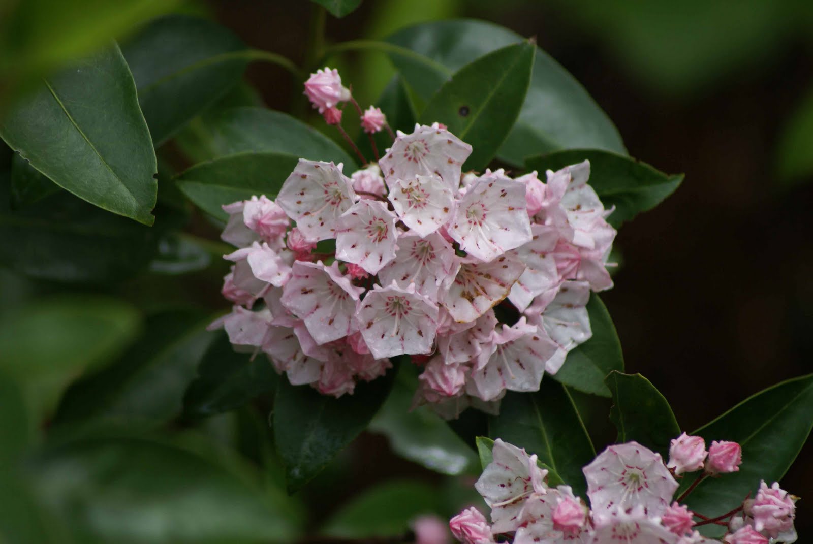 NATURING: BEAUTIFUL KENTUCKY