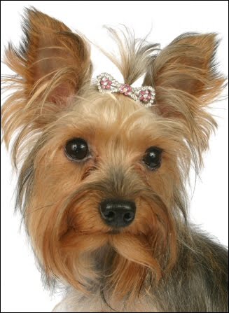 Accesorios para Perros: ¡Pura Coquetería para lucir Flequillo!