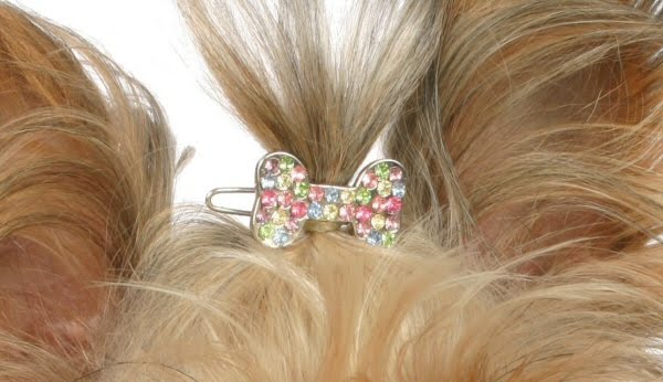 Accesorios para Perros: ¡Pura Coquetería para lucir Flequillo!