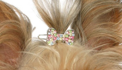 Accesorios para Perros: ¡Pura Coquetería para lucir Flequillo!