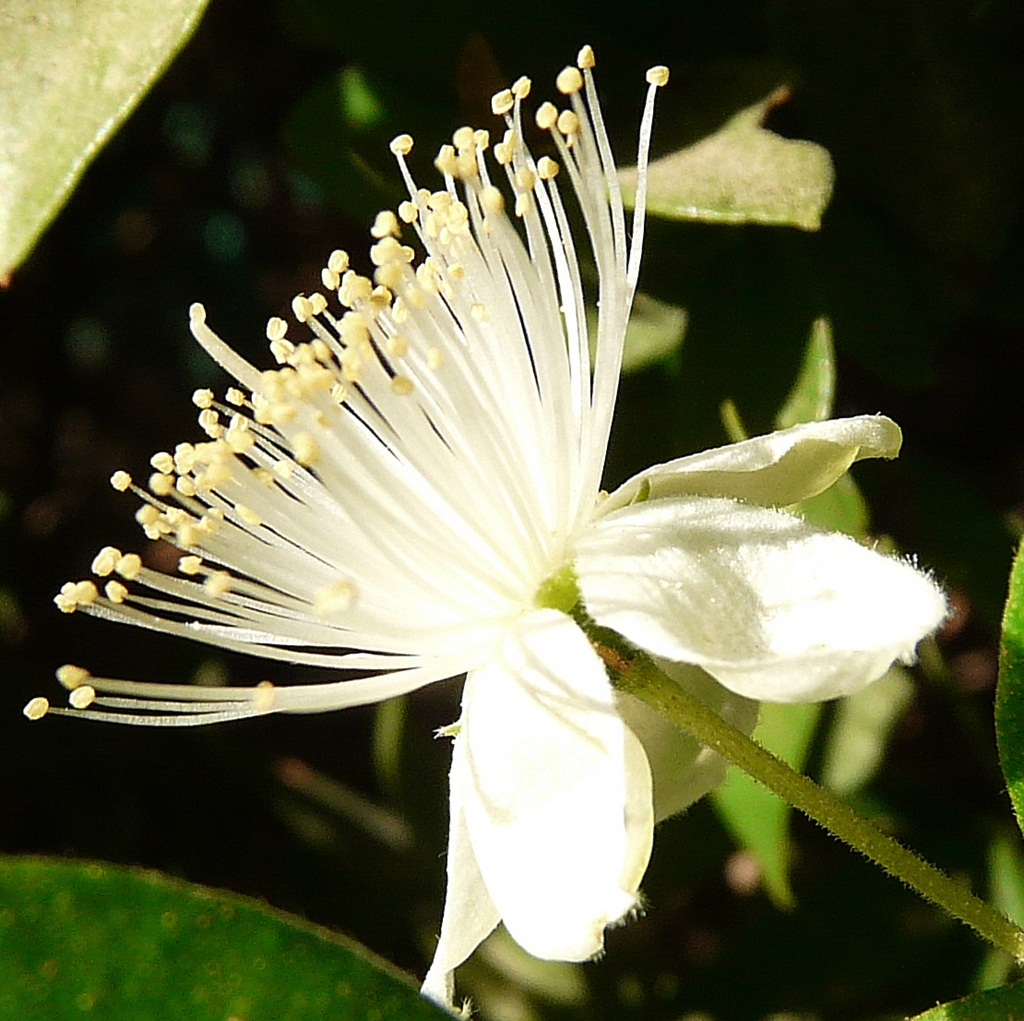 se-cret-blognotes: Mirtul.