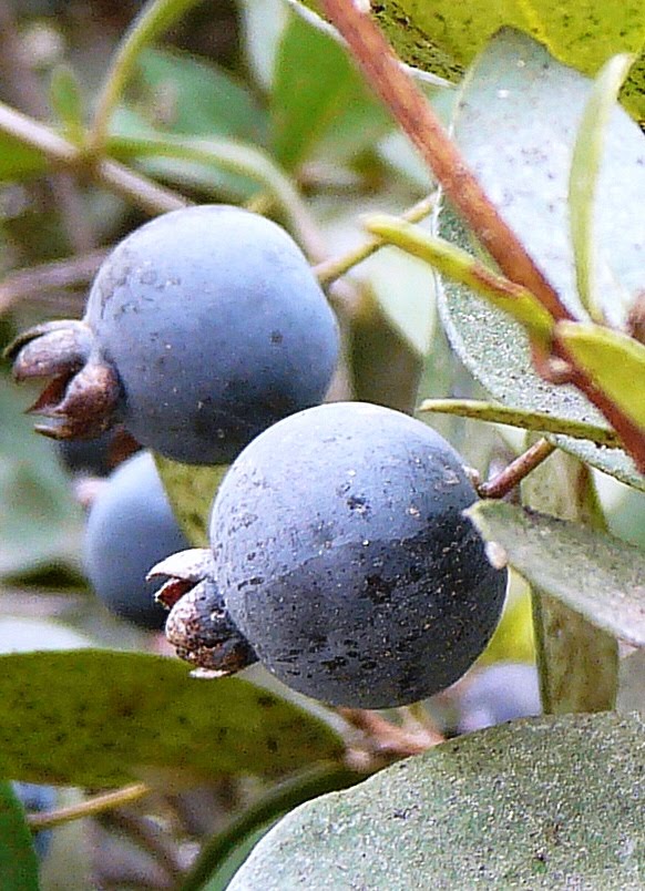 se-cret-blognotes: Mirtul.