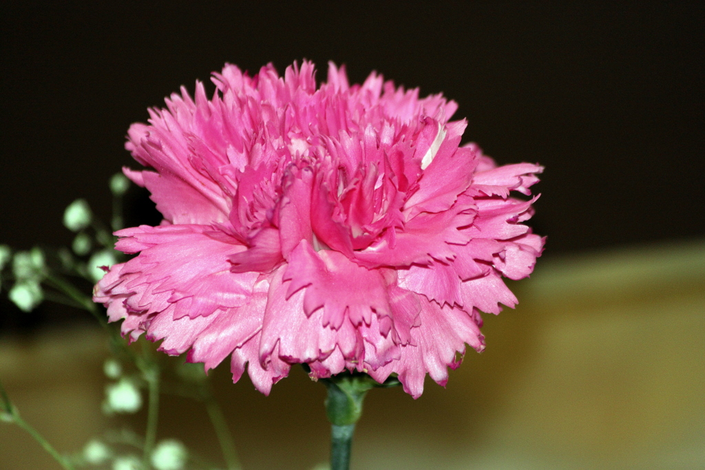 se-cret-blognotes: Garoafa