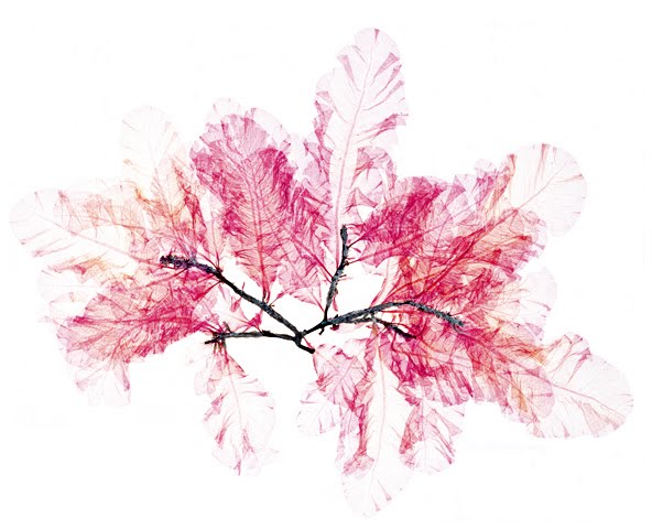 GREEN FINGERS: NICK KNIGHT