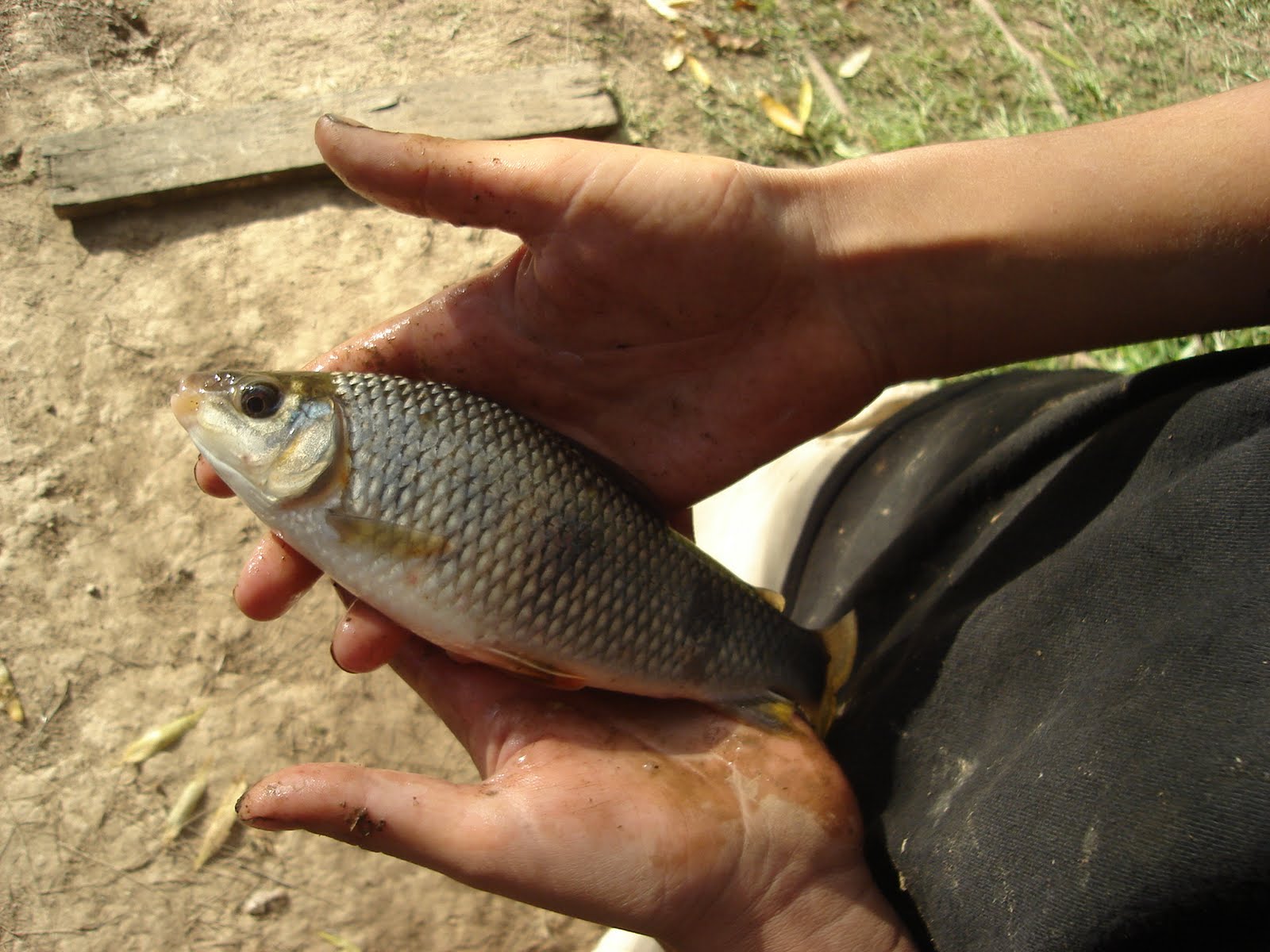 El acuario tropical y el de agua fria.: Bogas