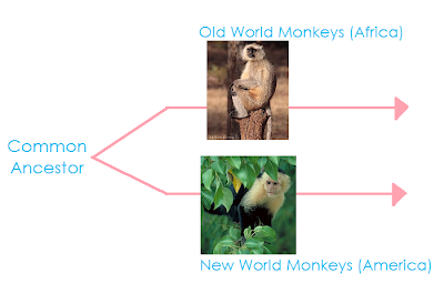 Understanding Biology: Evolution: Divergence, Parallelism, and Convergence
