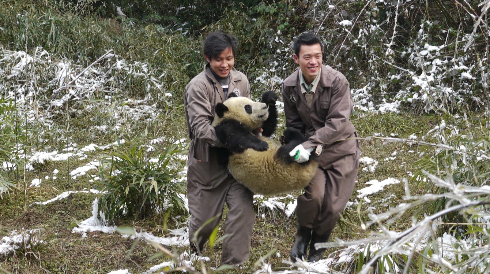 photoscope: Pandas of China