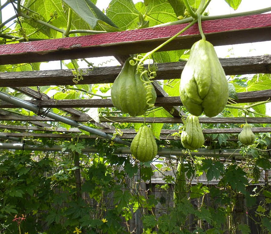 My Backyard - GOD's Creation: Chayote, Mirliton, CHRISTophene