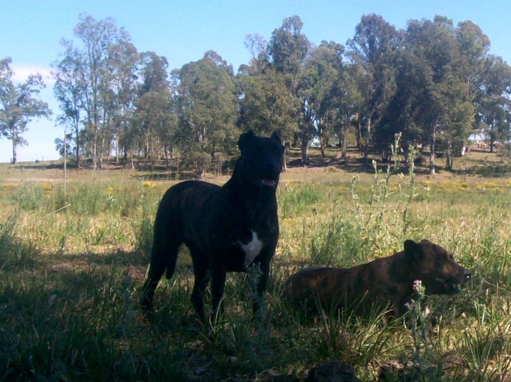 Cimarrones De Fierro