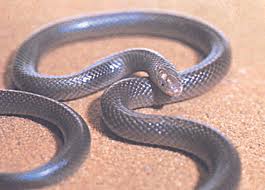 POPURI REPTILES: ULAR BERBISA / VENOMOUS SNAKE