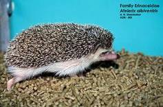 POPURI REPTILES: JENIS-JENIS LANDAK MINI / HEDGEHOG