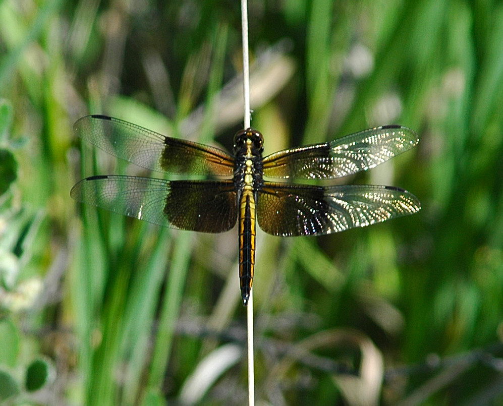 Michele's Nature Blog: Morrison Loop Area, Late Summer, Loveland, Colorado