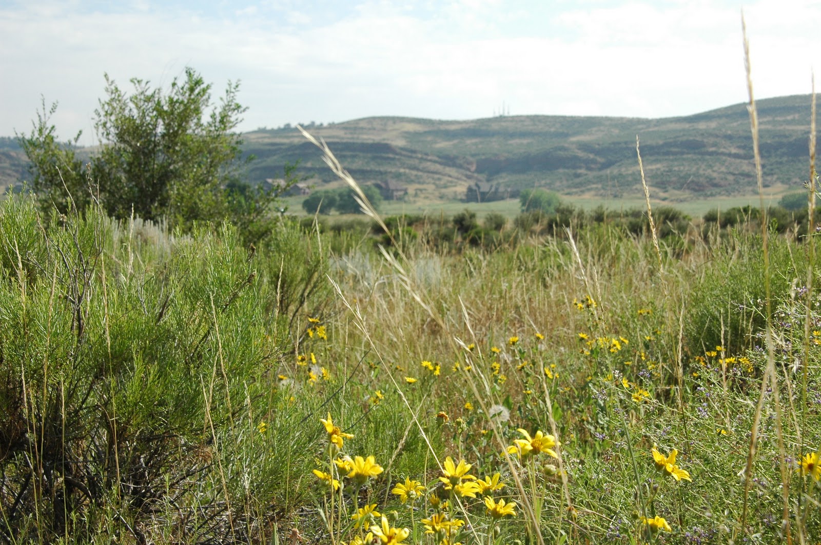 Michele's Nature Blog: Morrison Loop Area, Late Summer, Loveland, Colorado