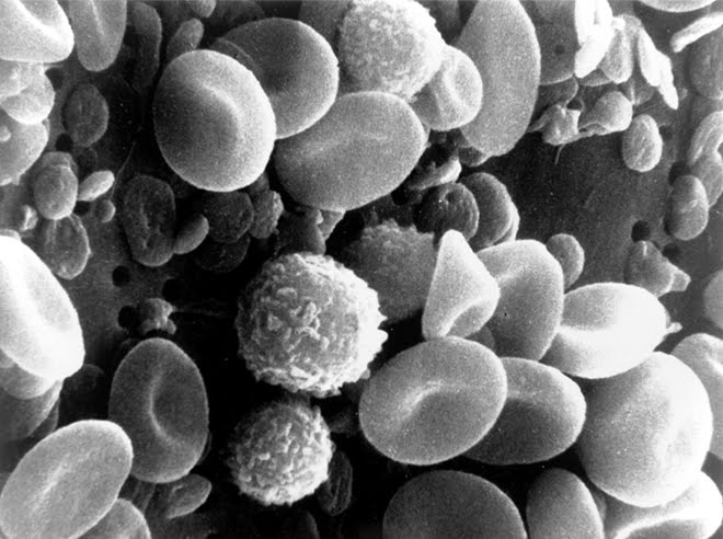 The World of biology: collage of pictures that respresent biology