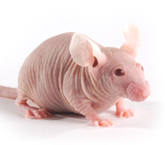 Mysi raj.: Gatunki i Maści