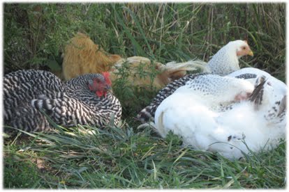 Butterfly Hill Farm: Loafing Chickens