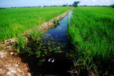 Sawah Padi Parit 2 | KAMPUNG PARIT 2 TENGAH