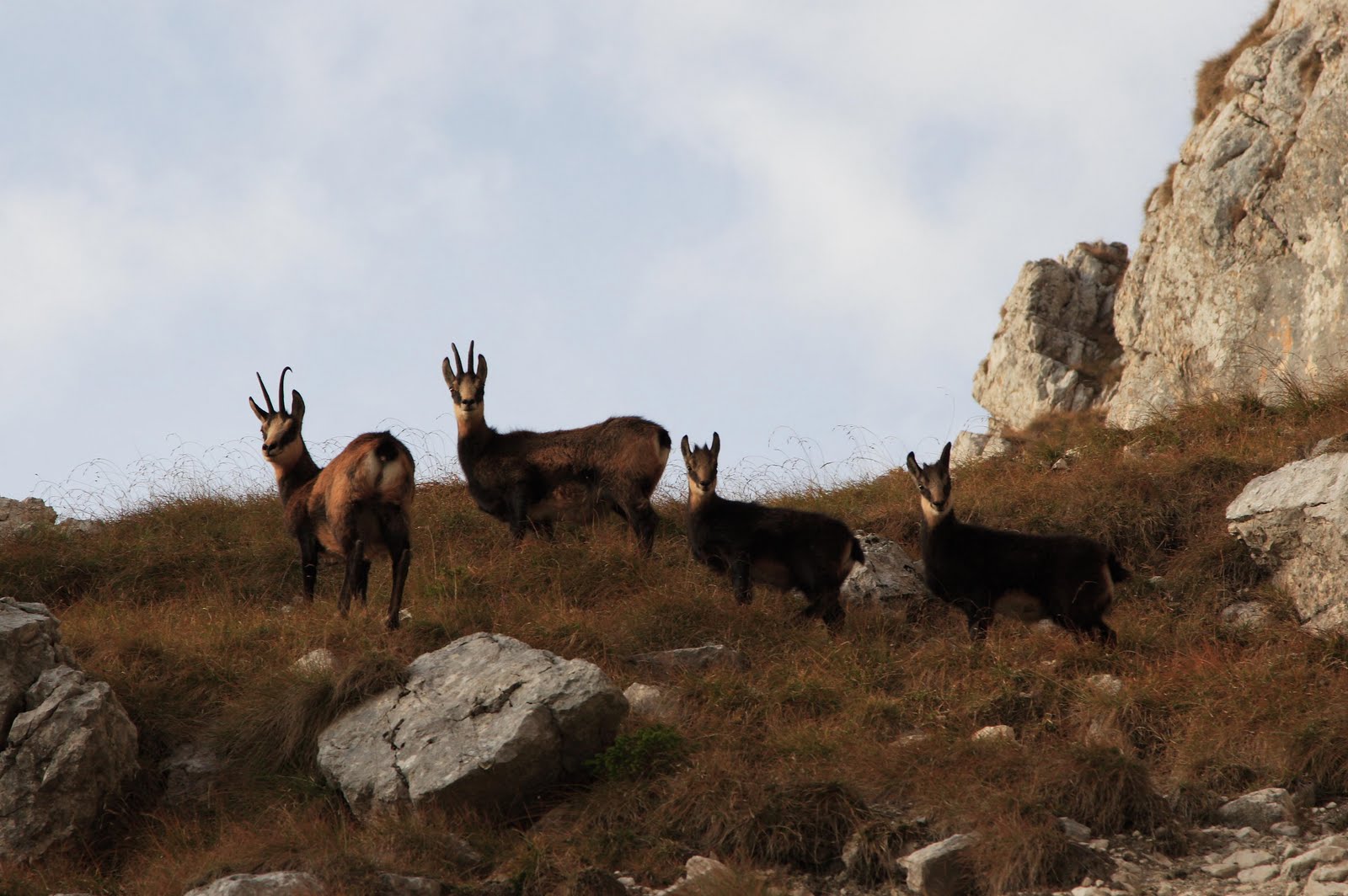 boncanila: Prin munti