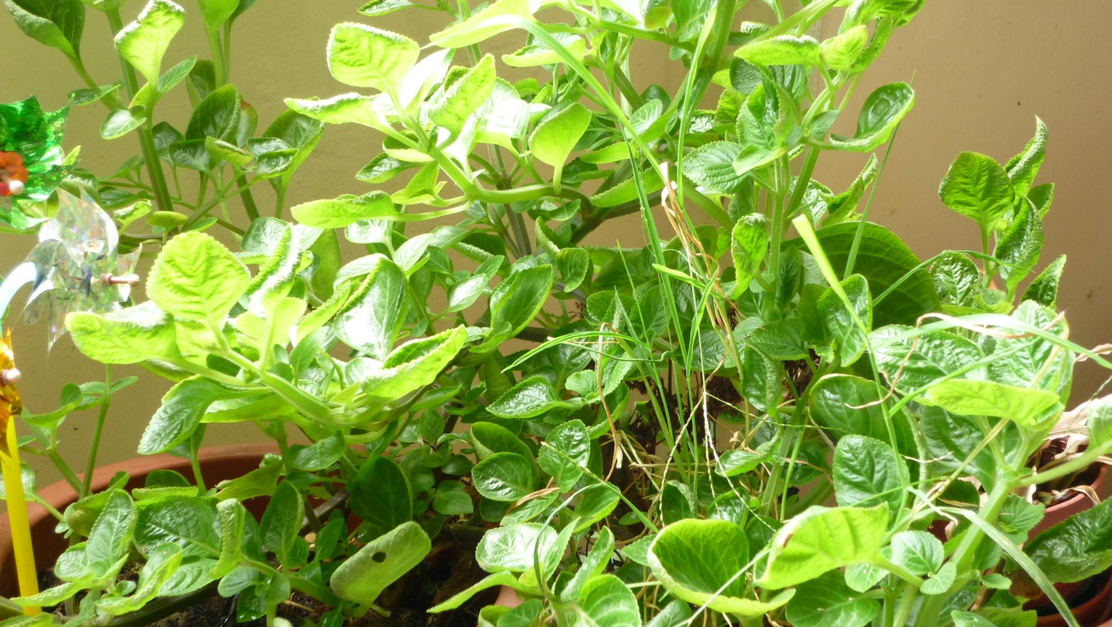 The Oriental Express: Who Grew the Papaya Trees?