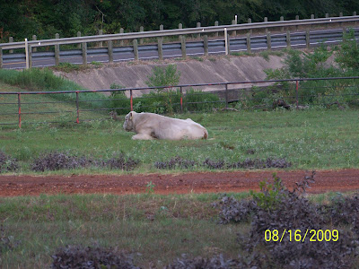 Picture: Bull Sick From H2S Gas? - Texas Sharon's Bluedaze