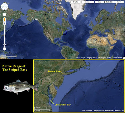 FISHING BLOG: FISH SPECIES BIO: Striped Bass (Morone saxatilis)