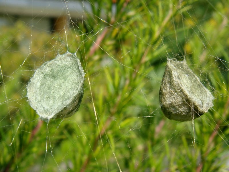 Yarnlot: Madeira-Spinnen. Spiders. Araignées.