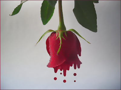 Billys photo blog: Sad Rose