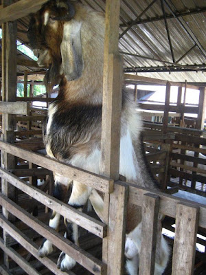 baka kambing untuk dijual
