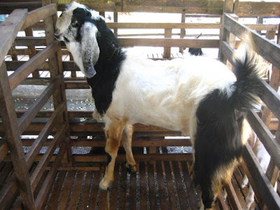 baka kambing untuk dijual: baka anglo-nubian