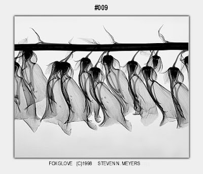 Shadows of the World: Steven M. Meyers