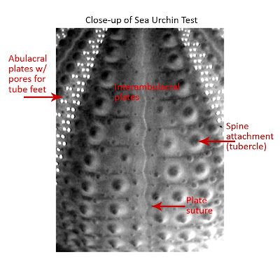from Archaea to Zeaxanthol: Weekly Urchin: Sea Urchin 101