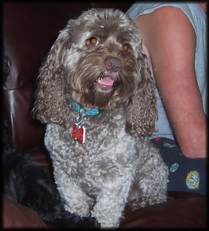 Golden Rule Havanese: HAVANESE/COCKAPOO PUPPIES