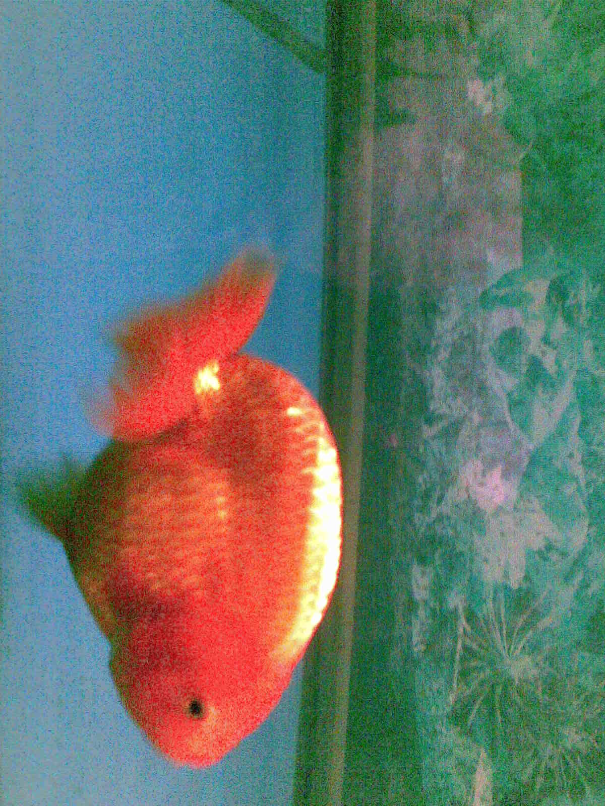 Happy fish: Jual cepat ikan Koki Ranchu