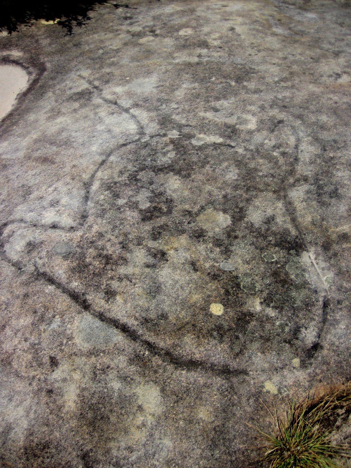 Sydney Daily Photo: Aboriginal rock carvings