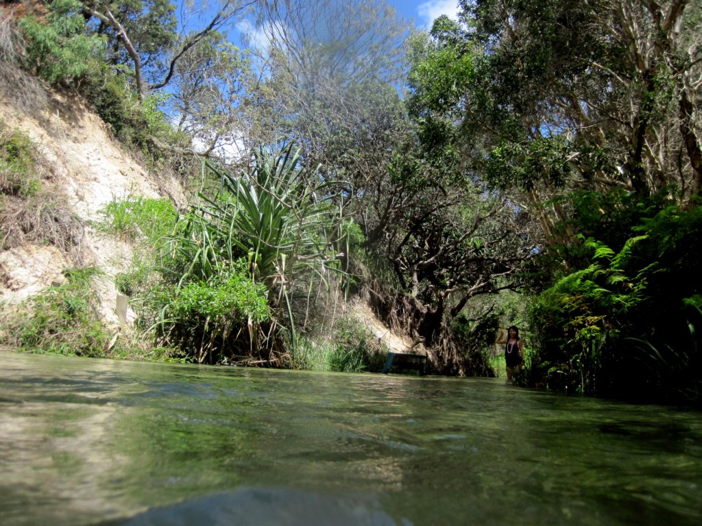 Swimming: Eli Creek, Fraser Island 24 Jan 2011