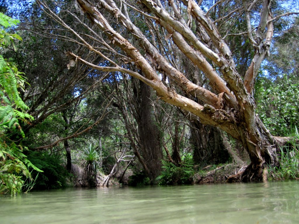 Swimming: Eli Creek, Fraser Island 24 Jan 2011