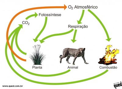 Biologia Bis: Ciclo do Oxigênio
