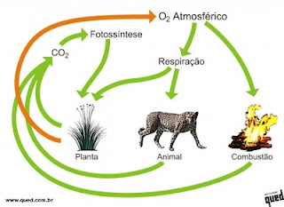Portal Escola: Ciência e Cultura: O Ciclo do Oxigênio