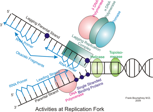 Proses, Teori, dan Model Replikasi DNA LENGKAP - Generasi Biologi