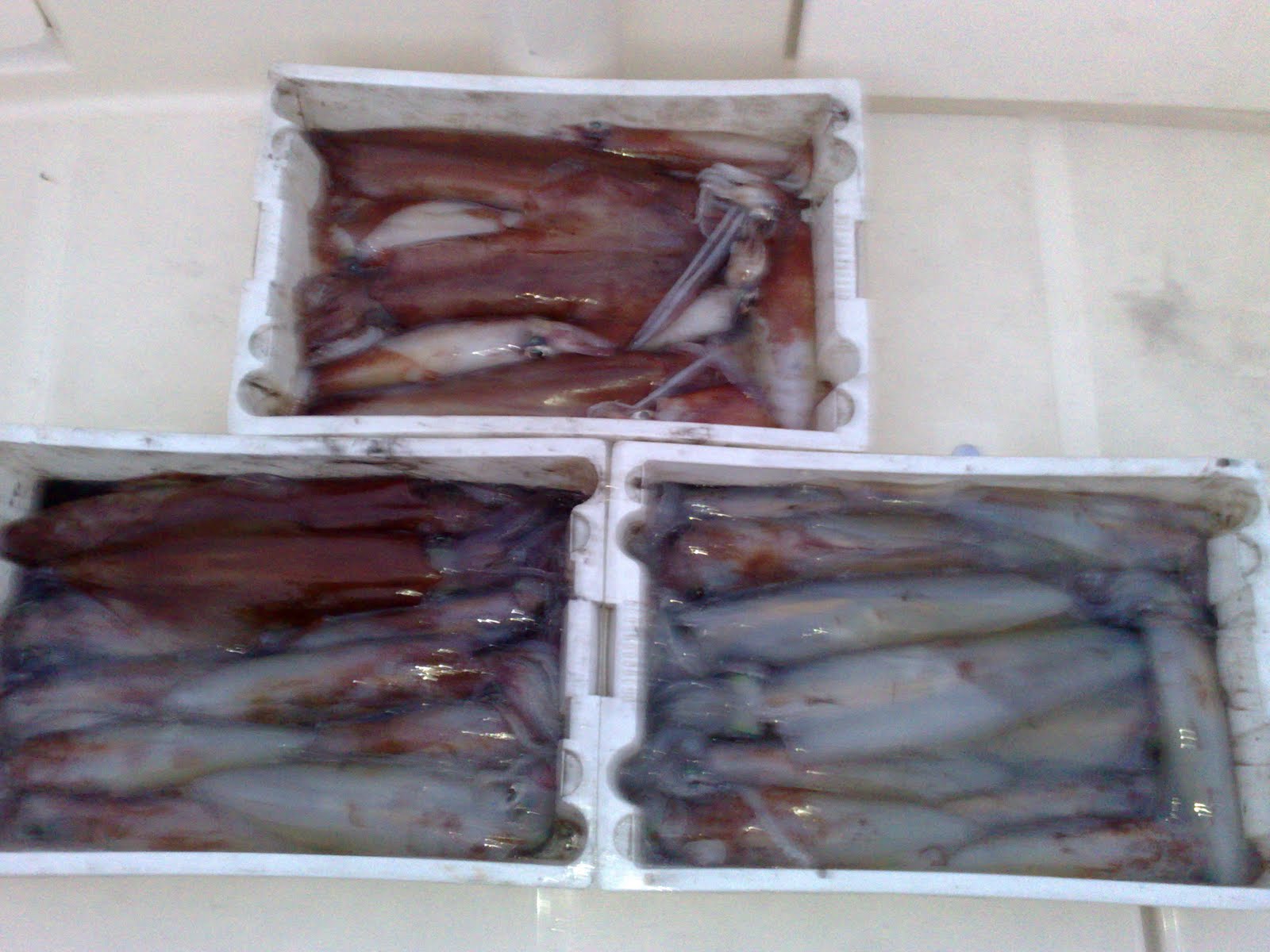 Pescando por Cantabria: Va de de maganos