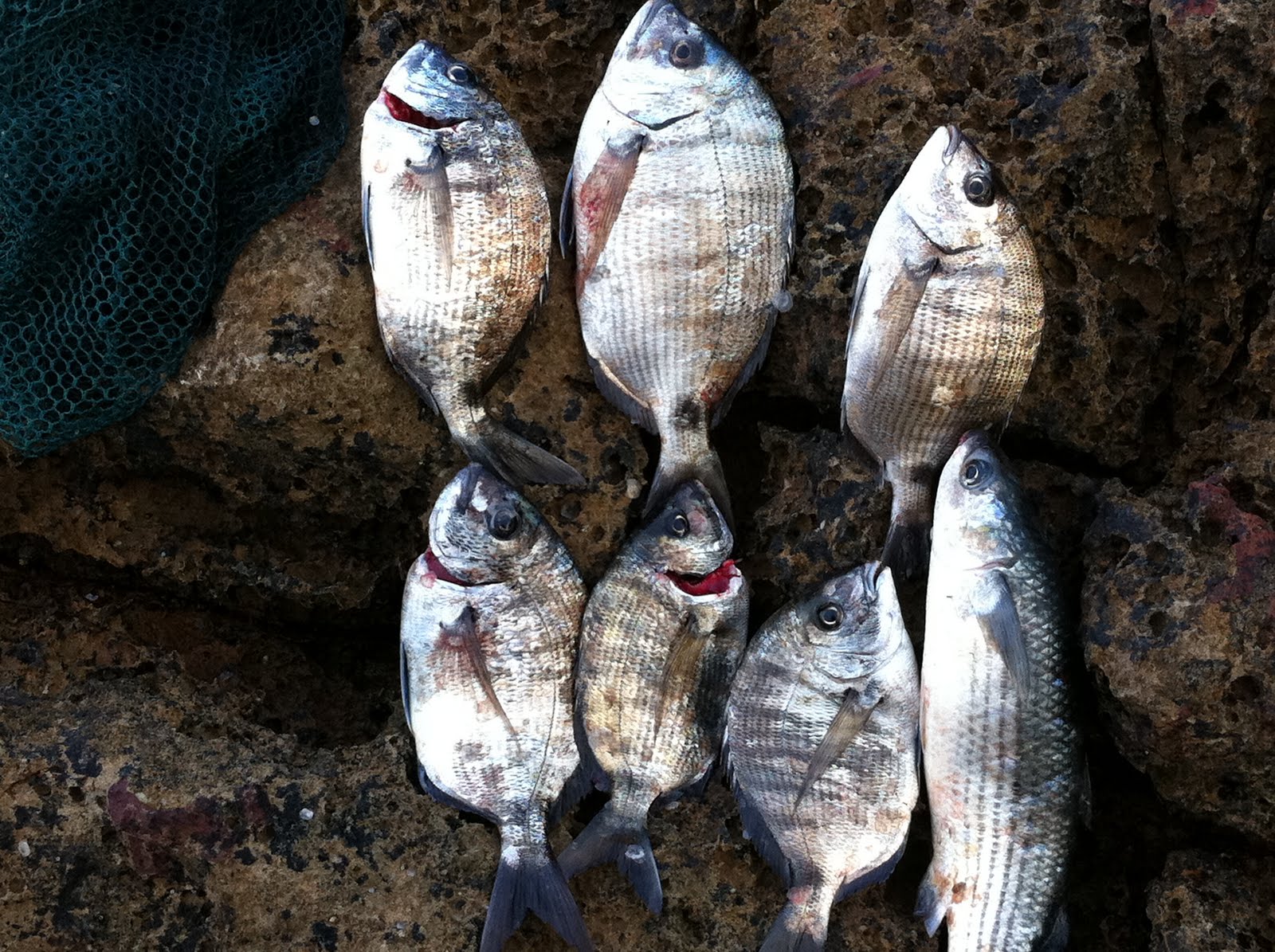 Pescando por Cantabria: diciembre 2010