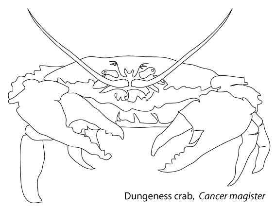 Vertebrate Coloring Sheet Coloring Pages