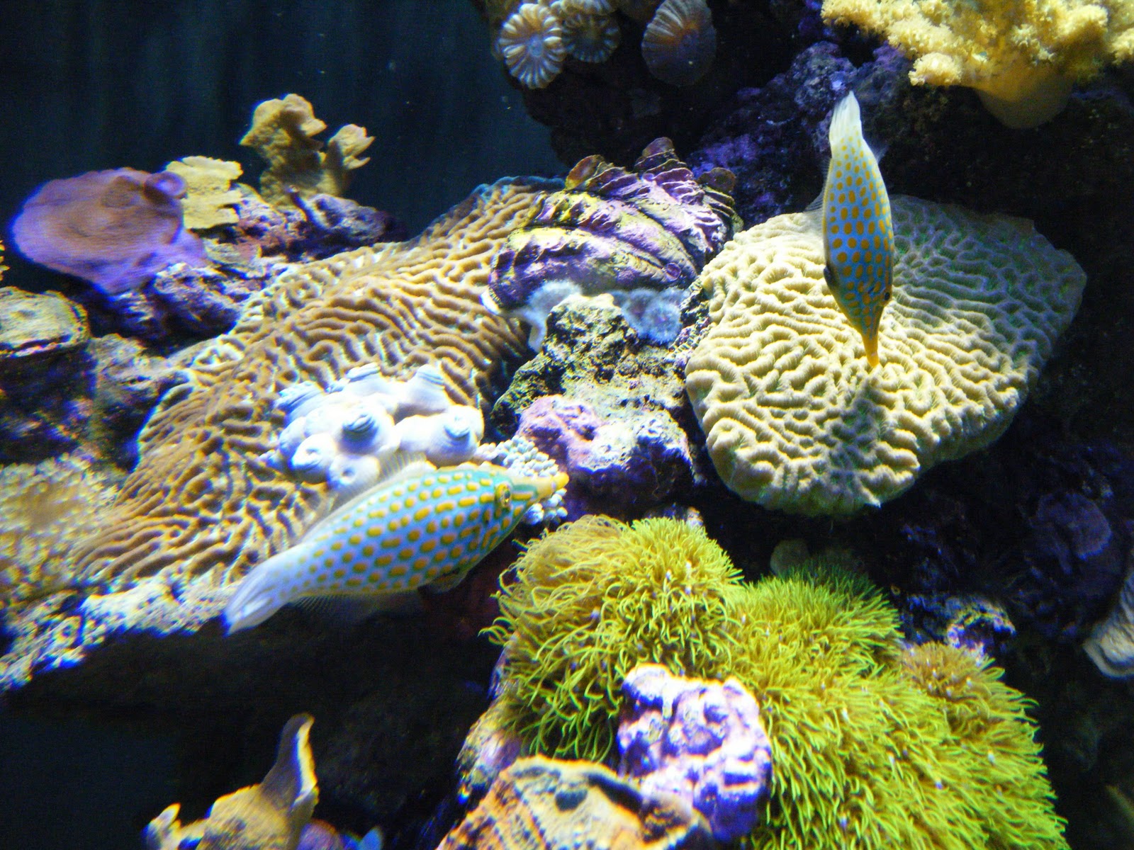Octopod Adventures: December 2010