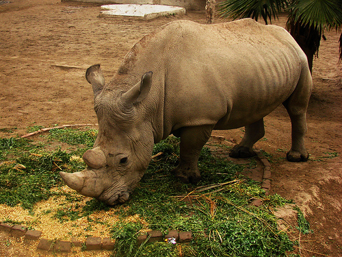 Beautiful Places: Lahore Zoo-Pakistan Largest Zoo